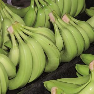 Venta de banano de Urabá - Urabanegocios