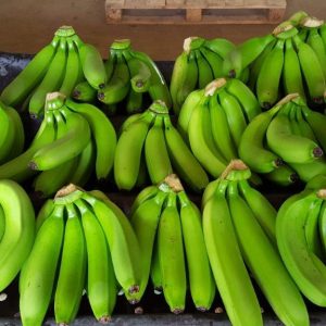 Venta de banano de Urabá - Urabanegocios